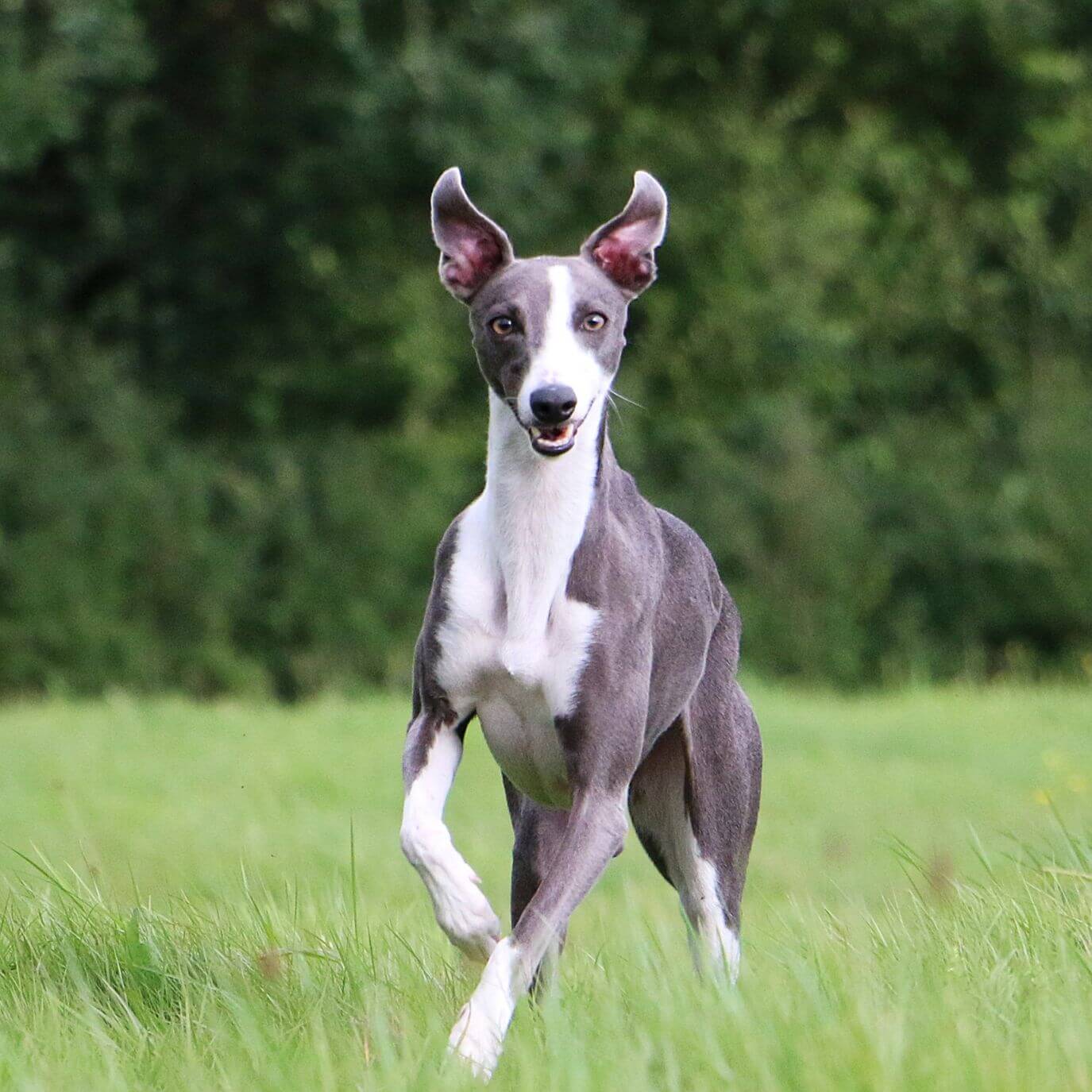 Best Sighthounds Breeder In Kingston, OK 73439 | Feather Light Sighthounds
