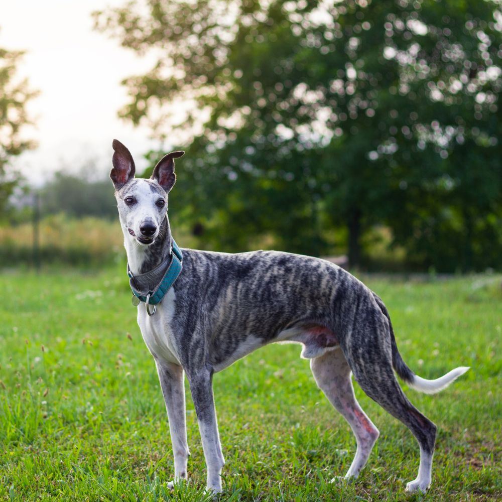 Kingston, OK Breeder Services | Feather Light Sighthounds