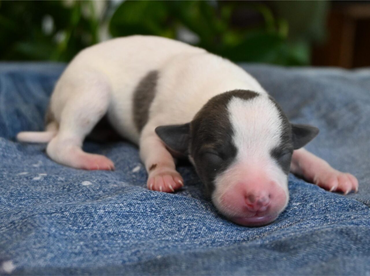 Meet Our Available Puppies | Feather Light Sighthounds